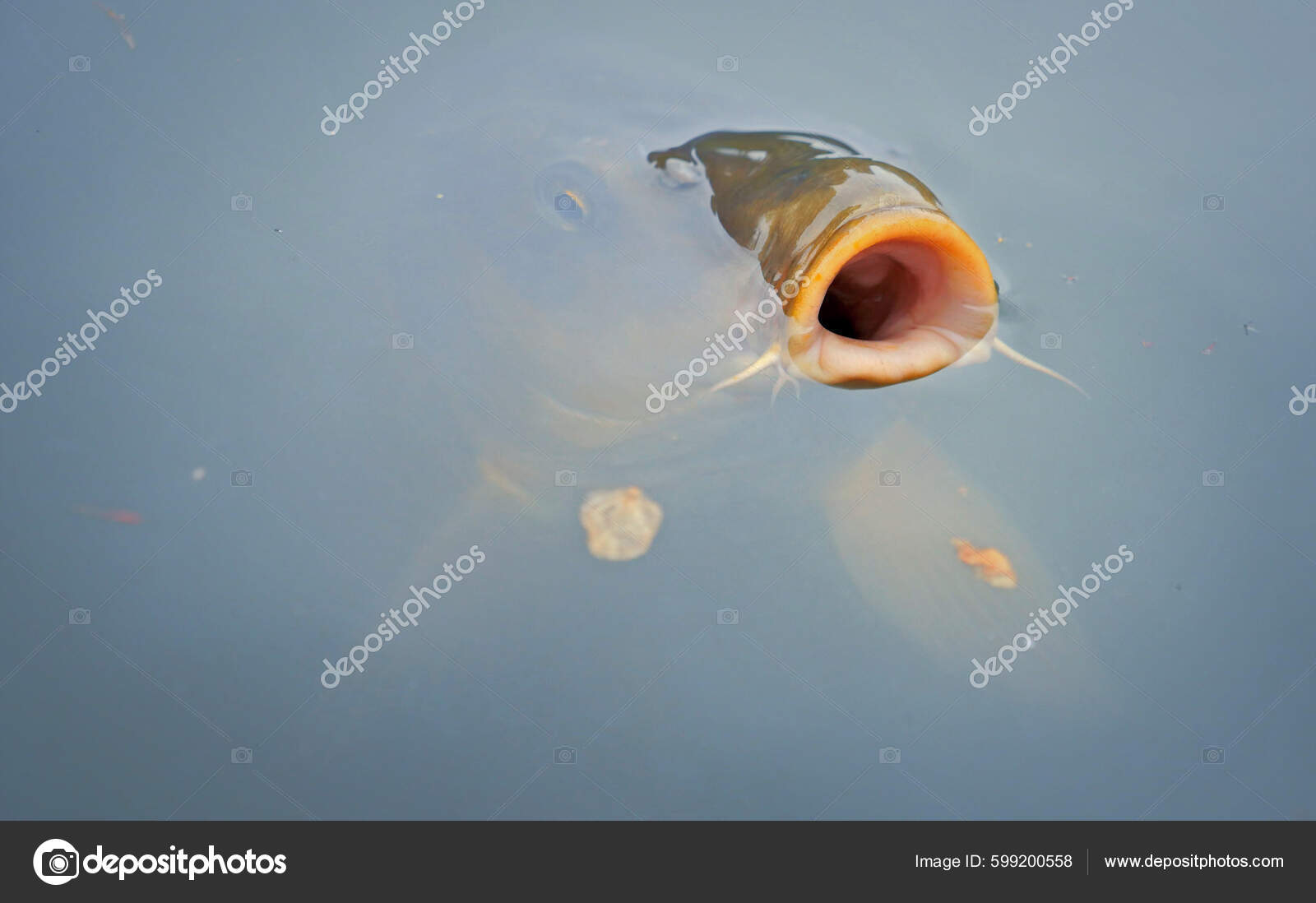 Nice Japanese Fish Water Hungry Fish Open Mouth Search Food — Stock ...