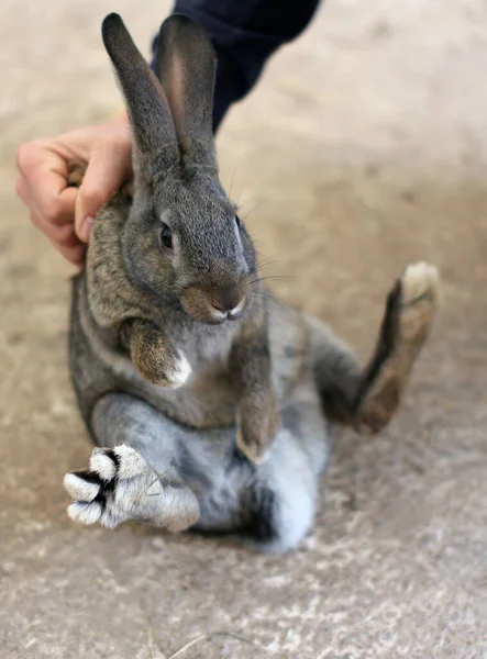 Cute rabbit is being held by a man's hand.Rabbit held by the scruff in ...