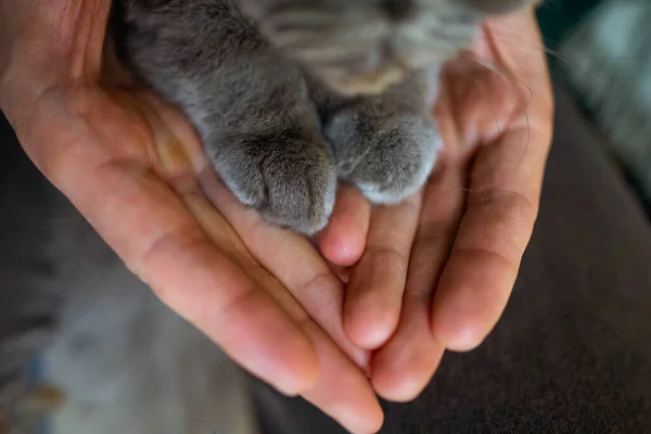 Mão de um gato Stock Photos, Royalty Free Mão de um gato Images ...