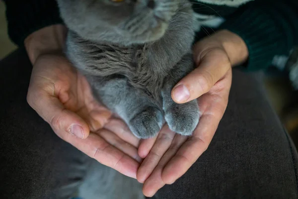 Cats and hand Stock Photos, Royalty Free Cats and hand Images ...