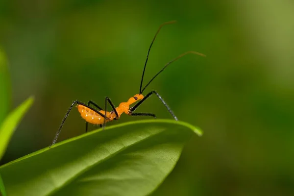 Insect repellant Stock Photos, Royalty Free Insect repellant Images ...