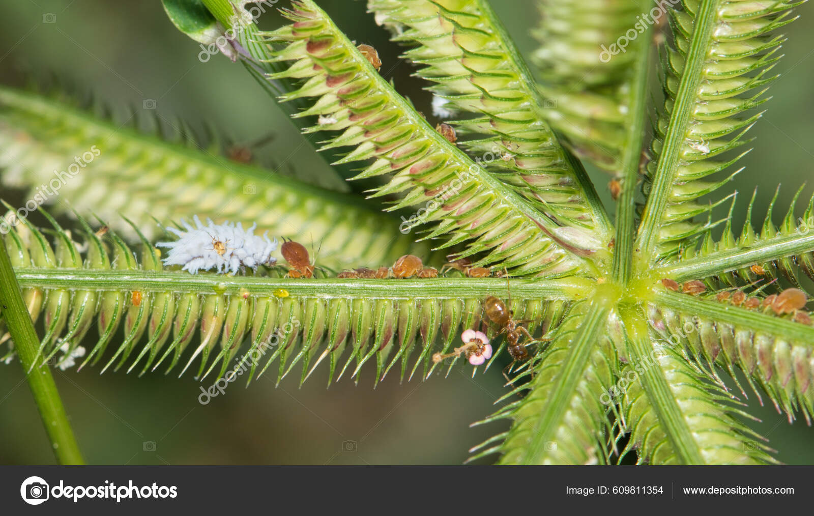 Woolly Aphid Other Aphids Egyptian Crowfoot Grass Stem Ants Present ...