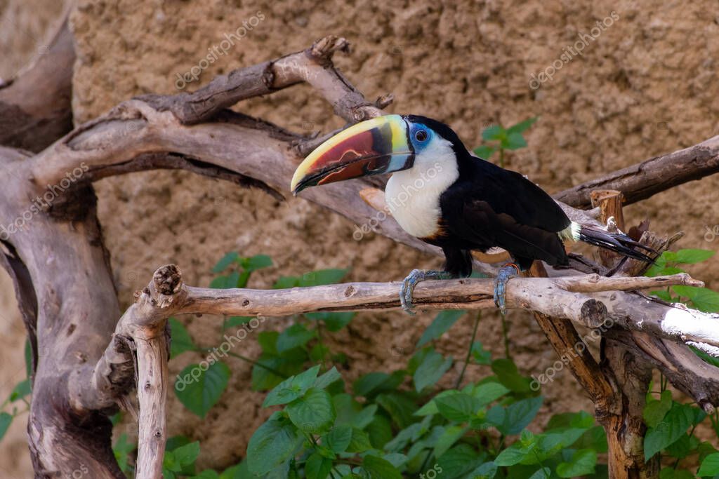 Un tucán de garganta blanca (Ramphastos tucanus) posado en una rama que ...