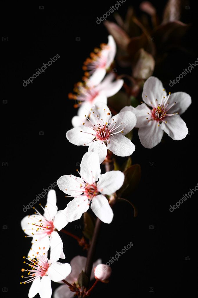 Spring flowers on black Stock Photo by ©bizoon 44019659
