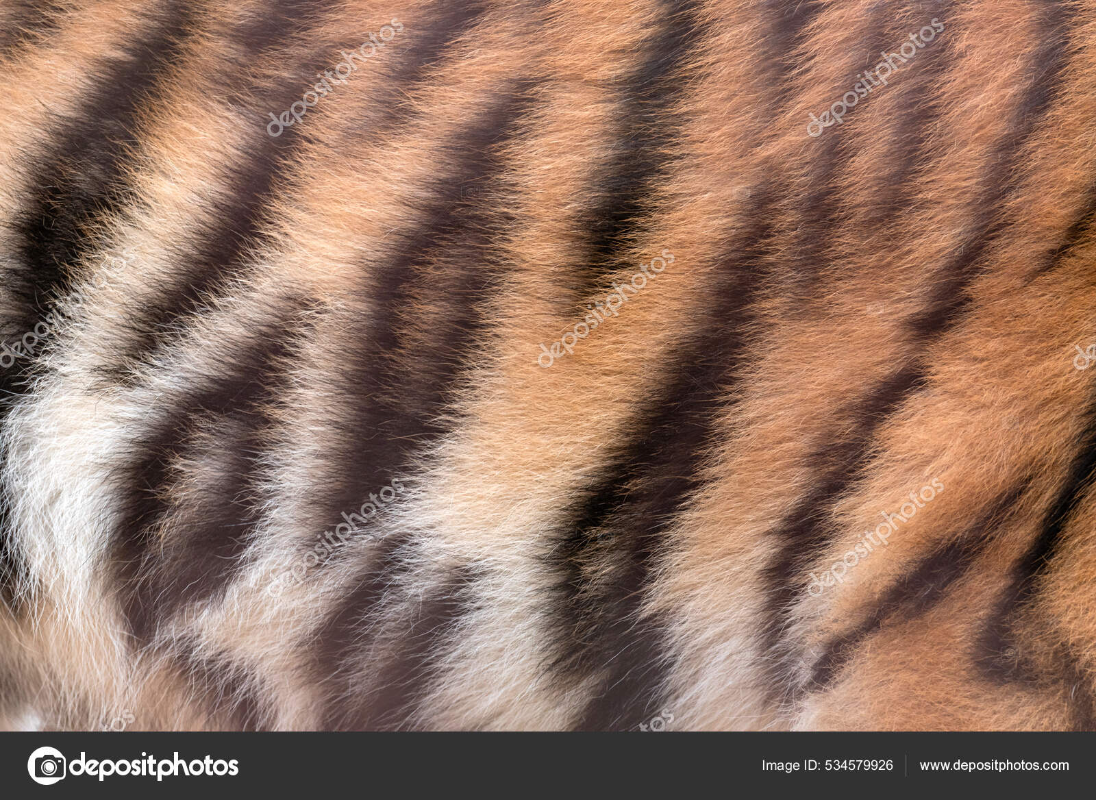Back Tiger Showing Sweeping Striped Texture Its Fur — Stock Photo ...