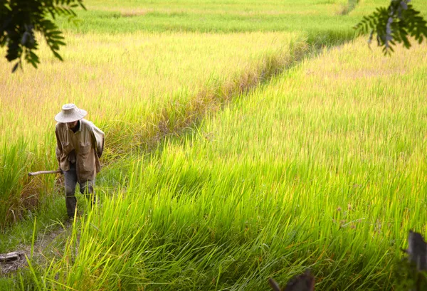 ᐈ A peasant stock pictures, Royalty Free peasant images | download on ...