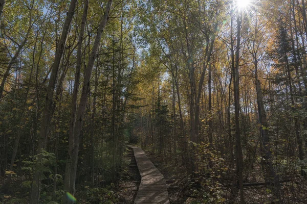 Paseo marítimo por el bosque, elevado por encima del barro, a lo largo ...