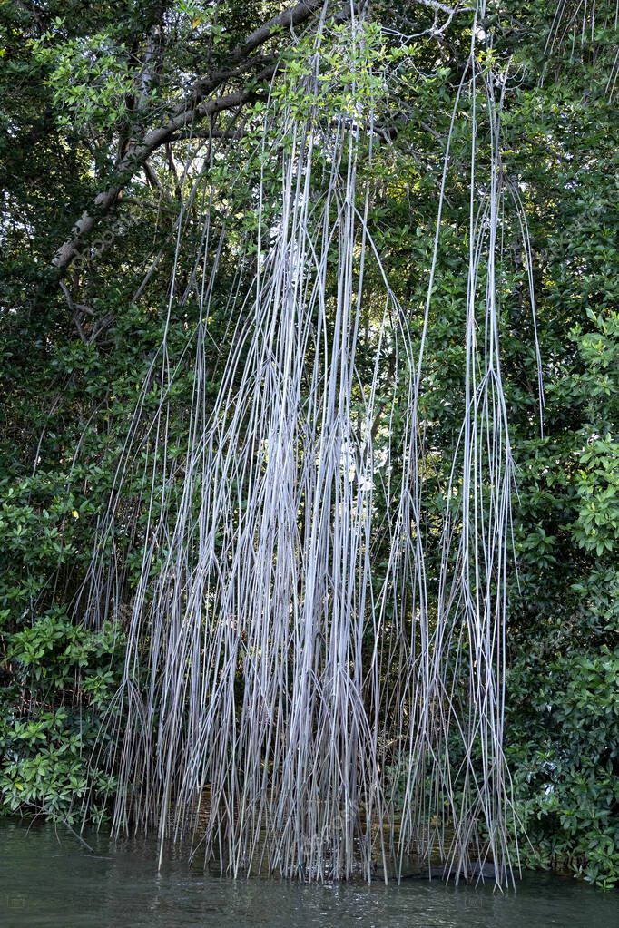 La magia del bosque tropical de manglares, el río Tempisque. Costa Rica ...