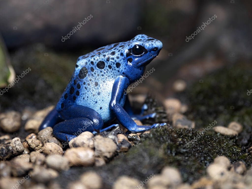 La rana dardo veneno azul, Dendrobates azureus, es realmente hermoso ...