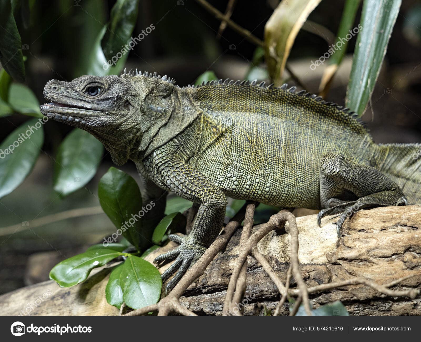 Male Amboina Sail Finned Lizard Hydrosaurus Amboinensis Sits Trunk ...