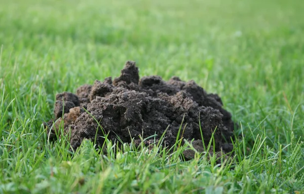 Pile of poop Stock Photos, Royalty Free Pile of poop Images | Depositphotos