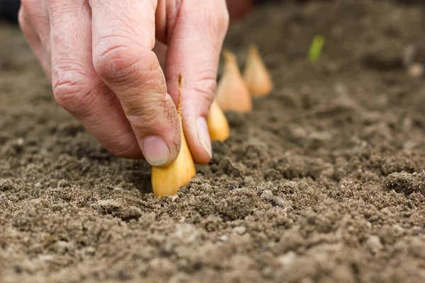 Oignons de semence images libres de droit, photos de Oignons de semence ...