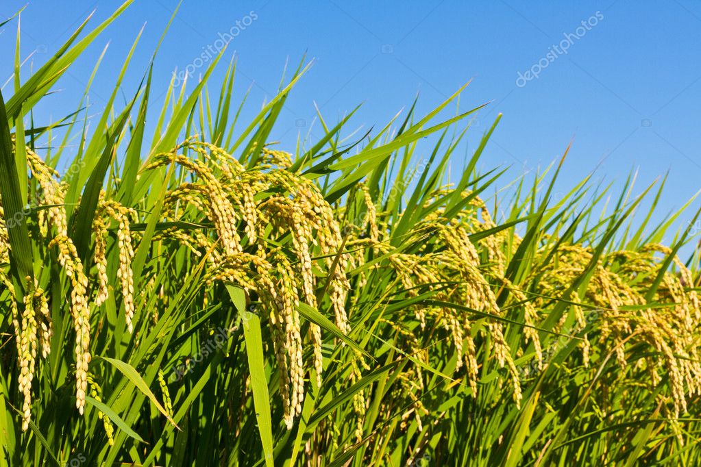 Rice and autumn sky Stock Photo by ©kenjii 18363309