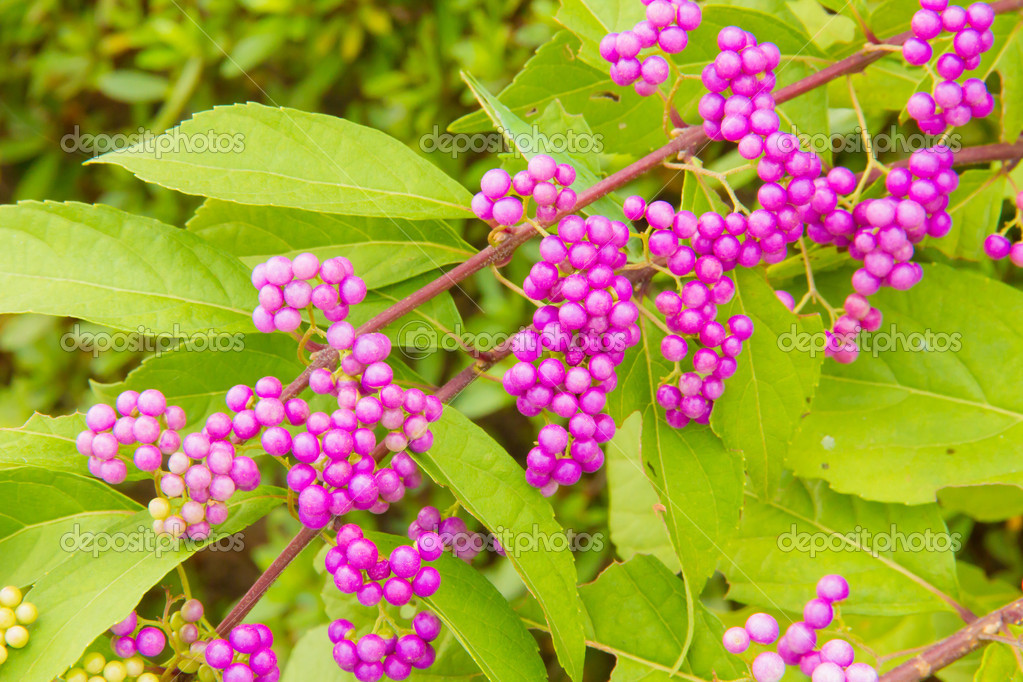 Purple fruits Stock Photo by ©kenjii 31779571