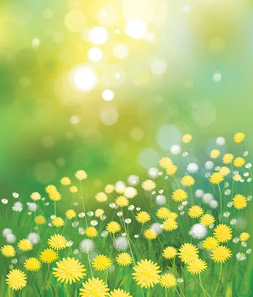 Dandelions flowers field — Stock Vector © rvika #144297557