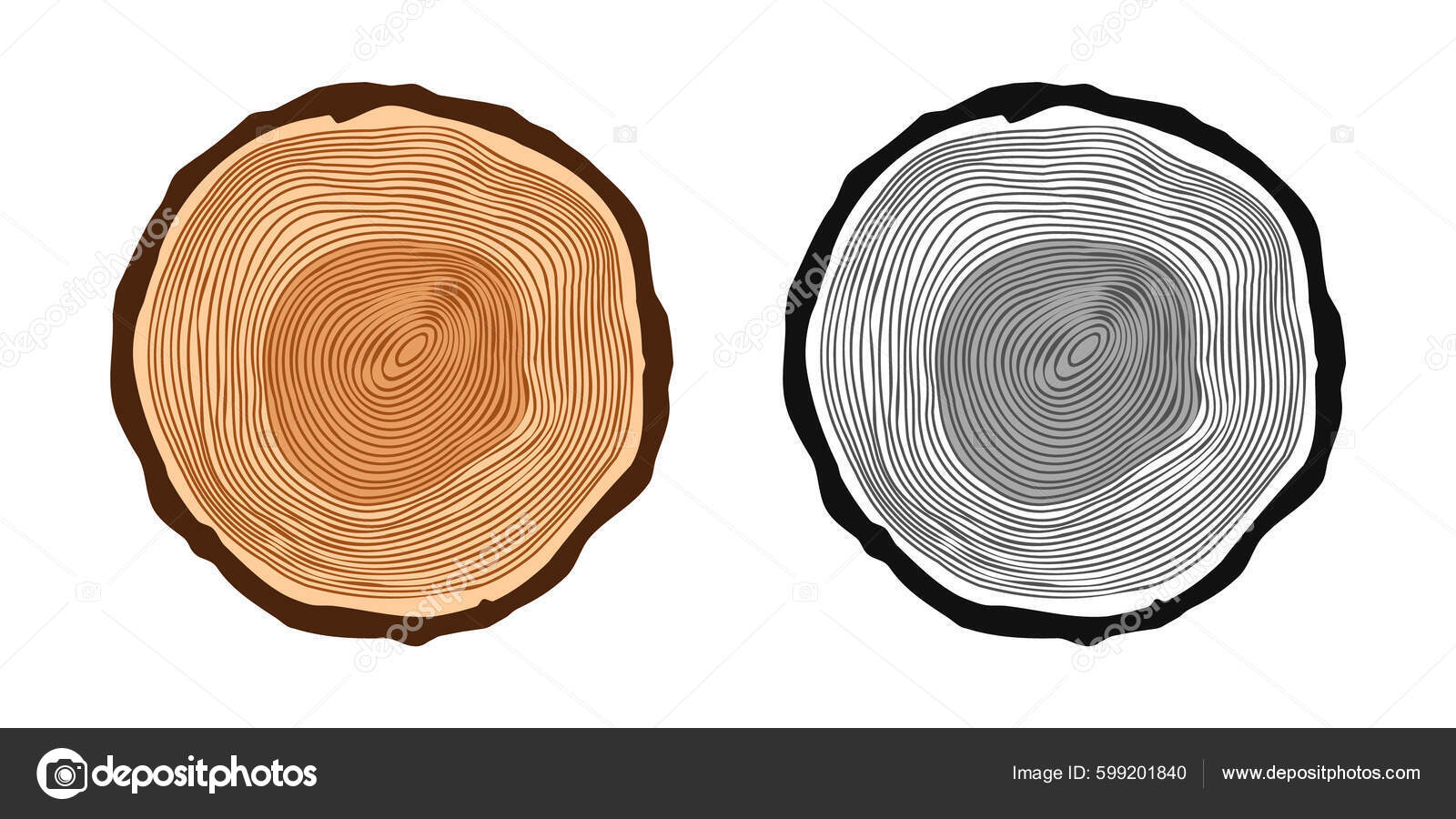 Tree Trunk Texture Vector Round Tree Trunk Cuts With Cracks, Sawn Pine