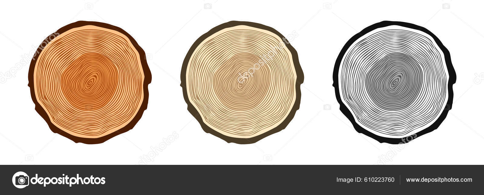 Tree Trunk Cuts Various Colors Sawn Pine Oak Slices Lumber Stock Vector ...