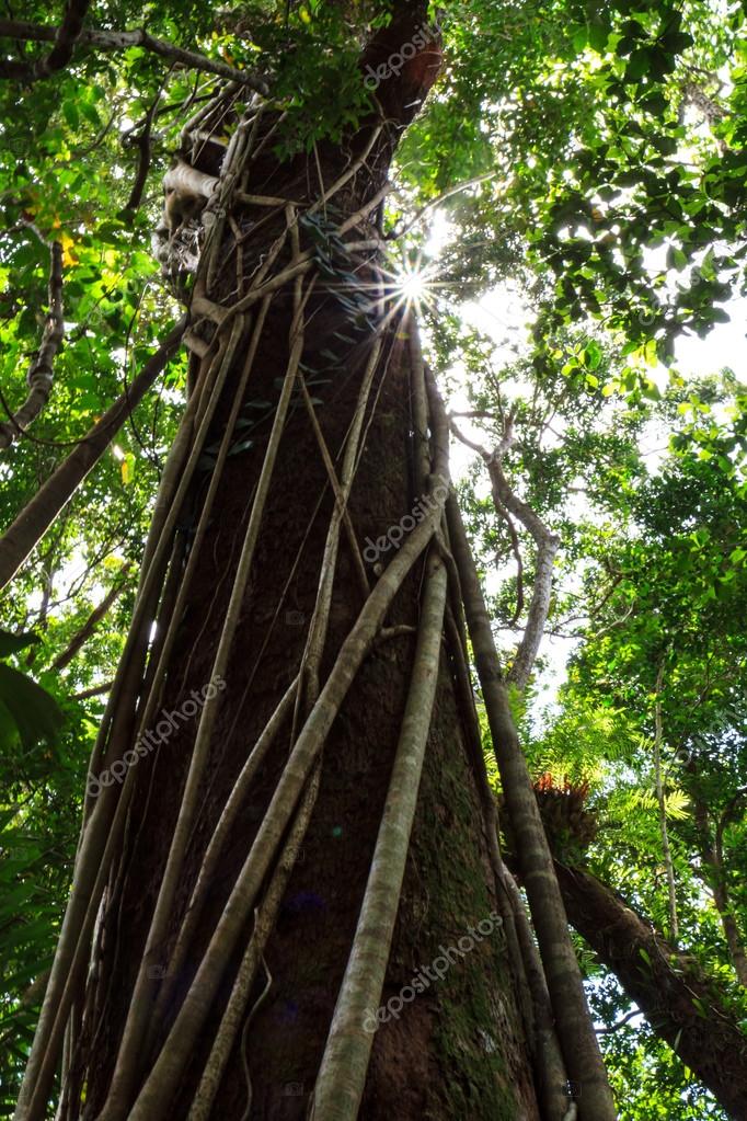 Giant Tree with Sun in the Rainforest Stock Photo by ©silkenphotos 25686323