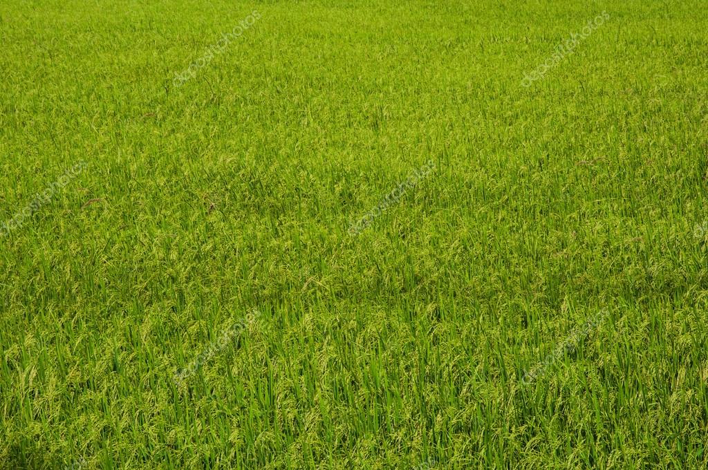 Rice farm background — Stock Photo © somsak #44334109