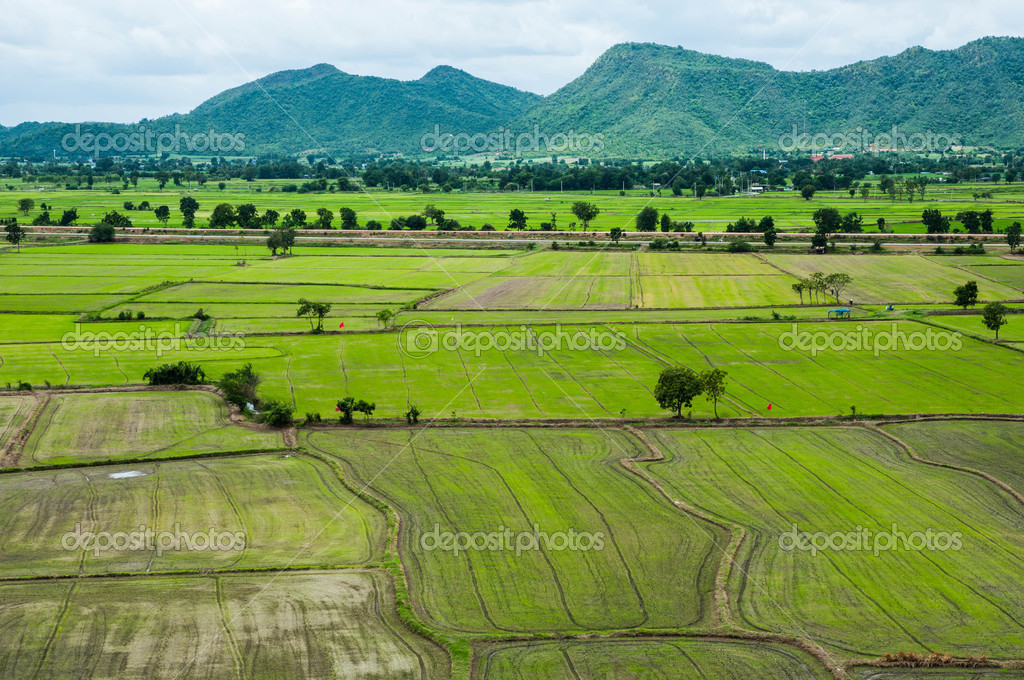 Rice farm background — Stock Photo © somsak #44334381