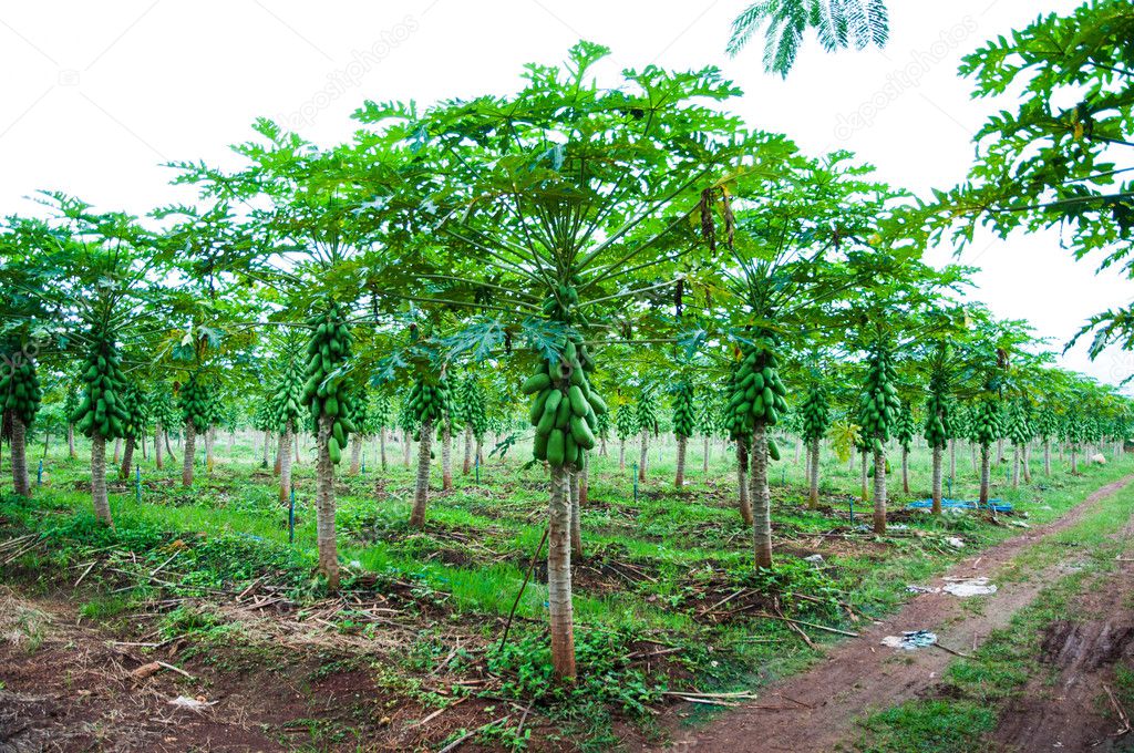 Planta de mamão — Fotografias de Stock © somsak #44342917
