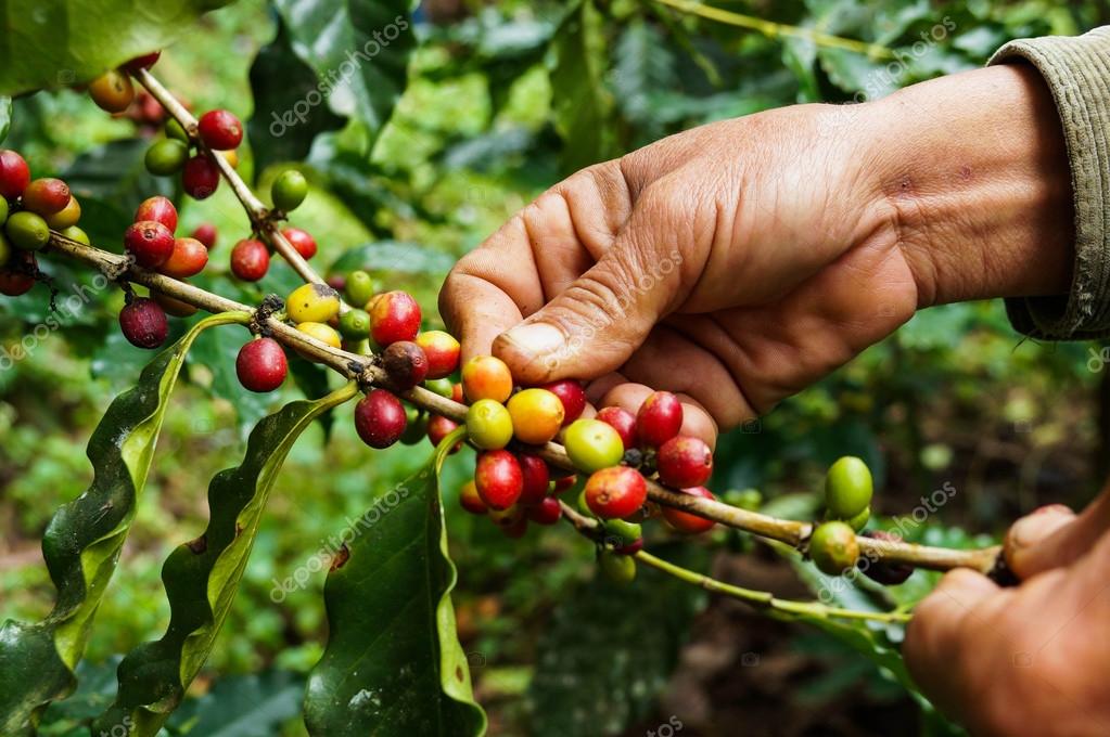 Picking coffee Stock Photo by ©somsak 44343971