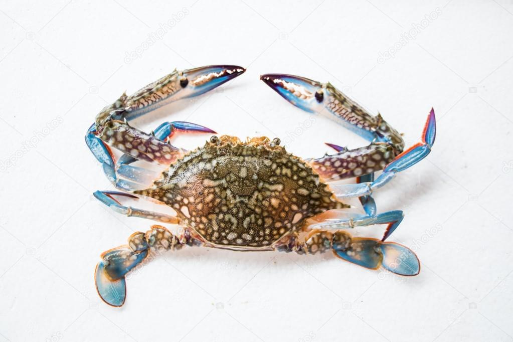Crab on white background Stock Photo by ©somsak 51417691