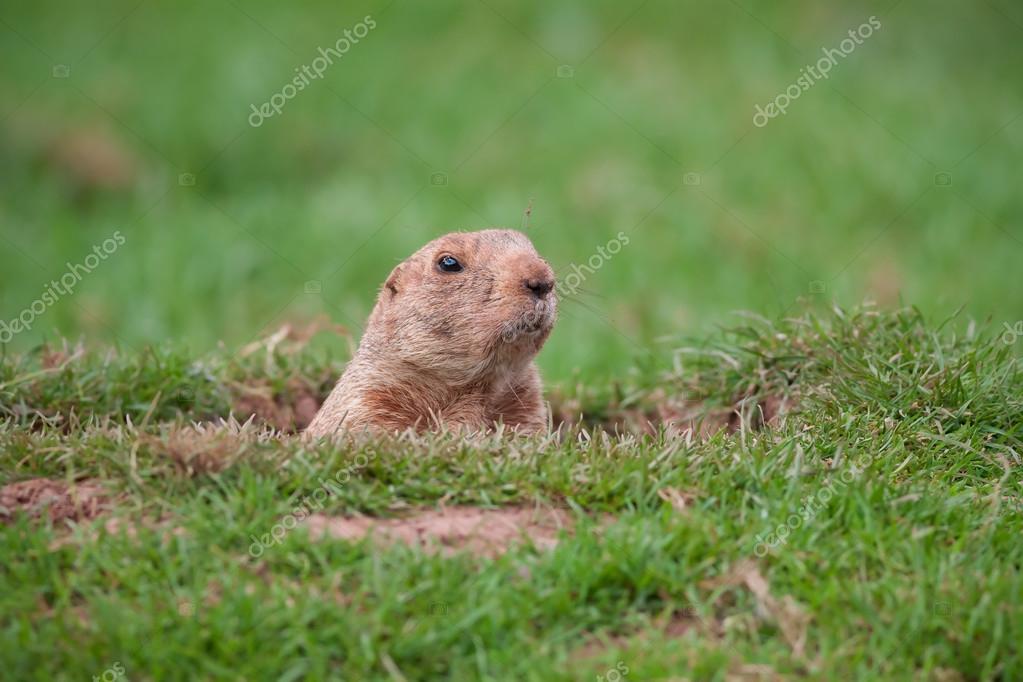 Groundhog — Stock Photo © suzbah #41380177