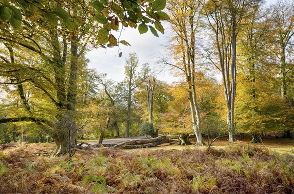 New forest Stock Photos, Royalty Free New forest Images | Depositphotos