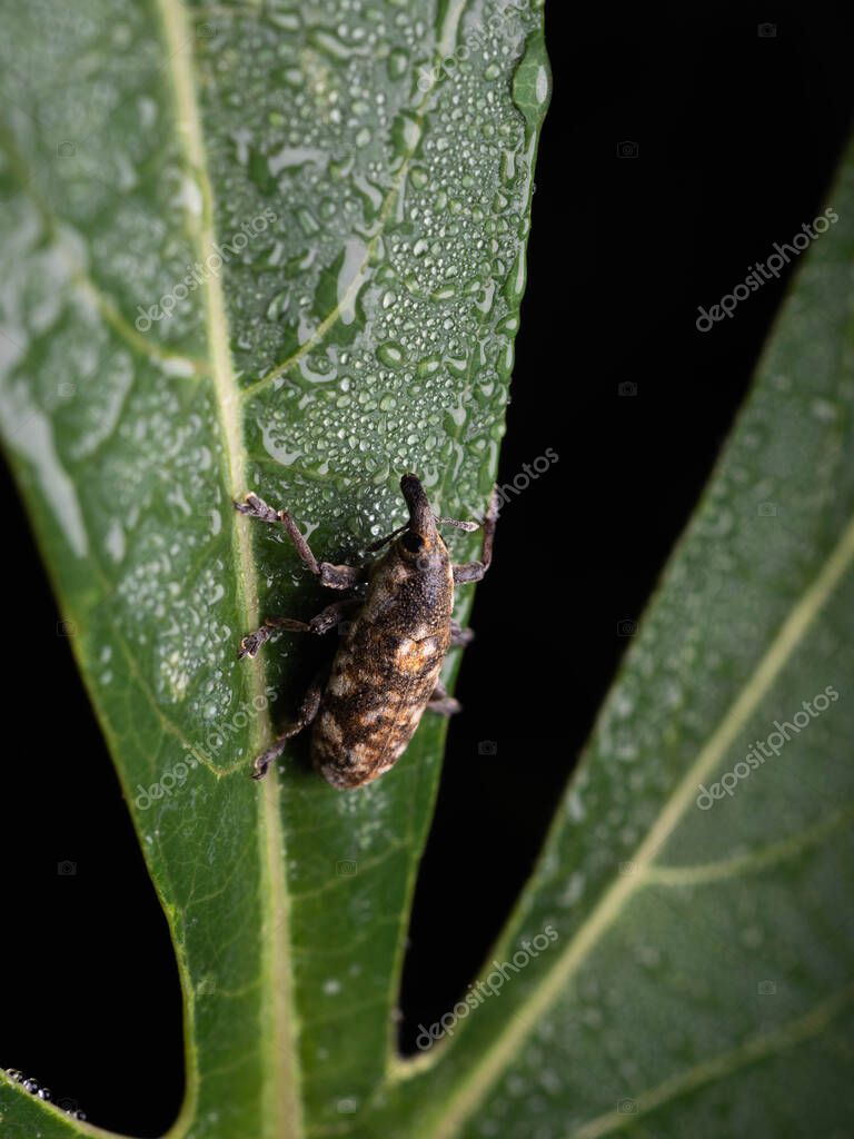 Los gorgojos son escarabajos pertenecientes a la superfamilia ...