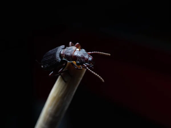 Small cockroach Stock Photos, Royalty Free Small cockroach Images ...