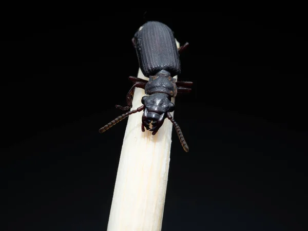 Amara aulica es una especie de coleóptero de la familia Mordellidae. Es ...