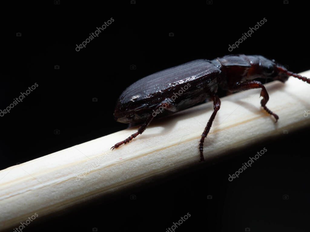 Amara aulica es una especie de coleóptero de la familia Mordellidae. Es ...