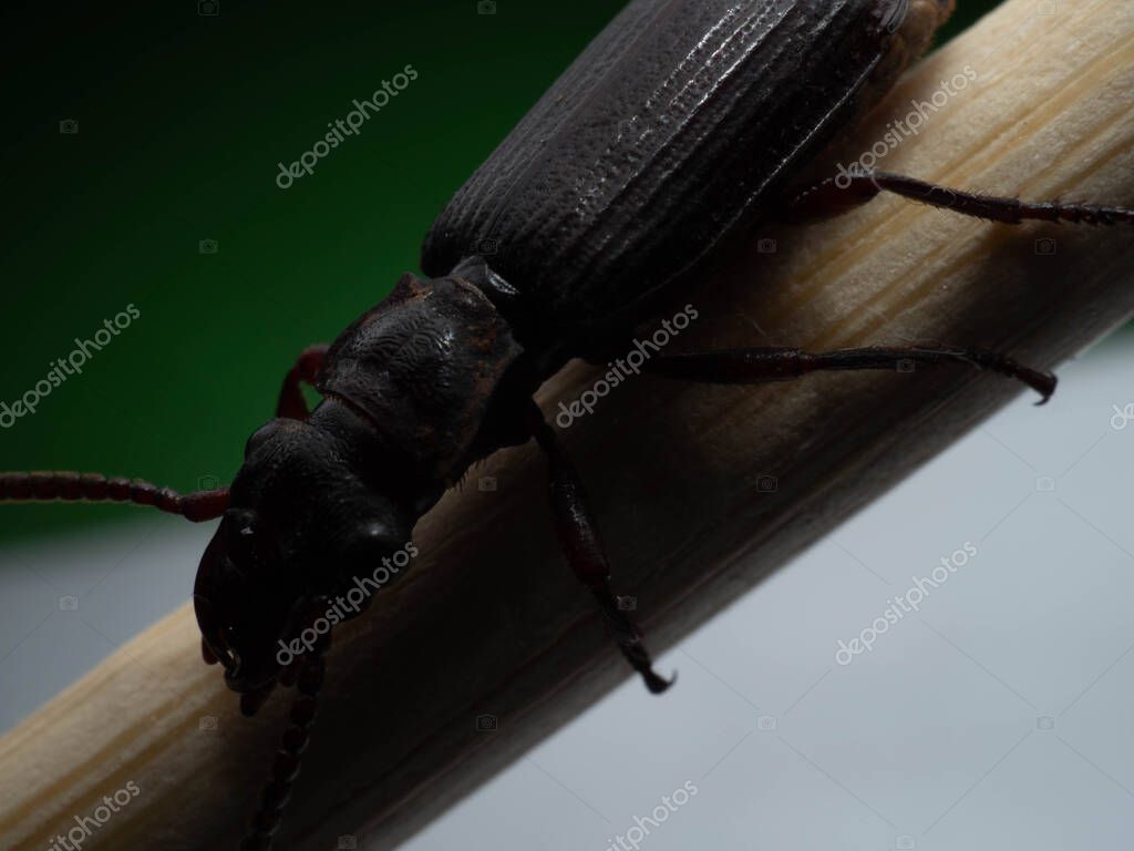 Amara aulica es una especie de coleóptero de la familia Mordellidae. Es ...