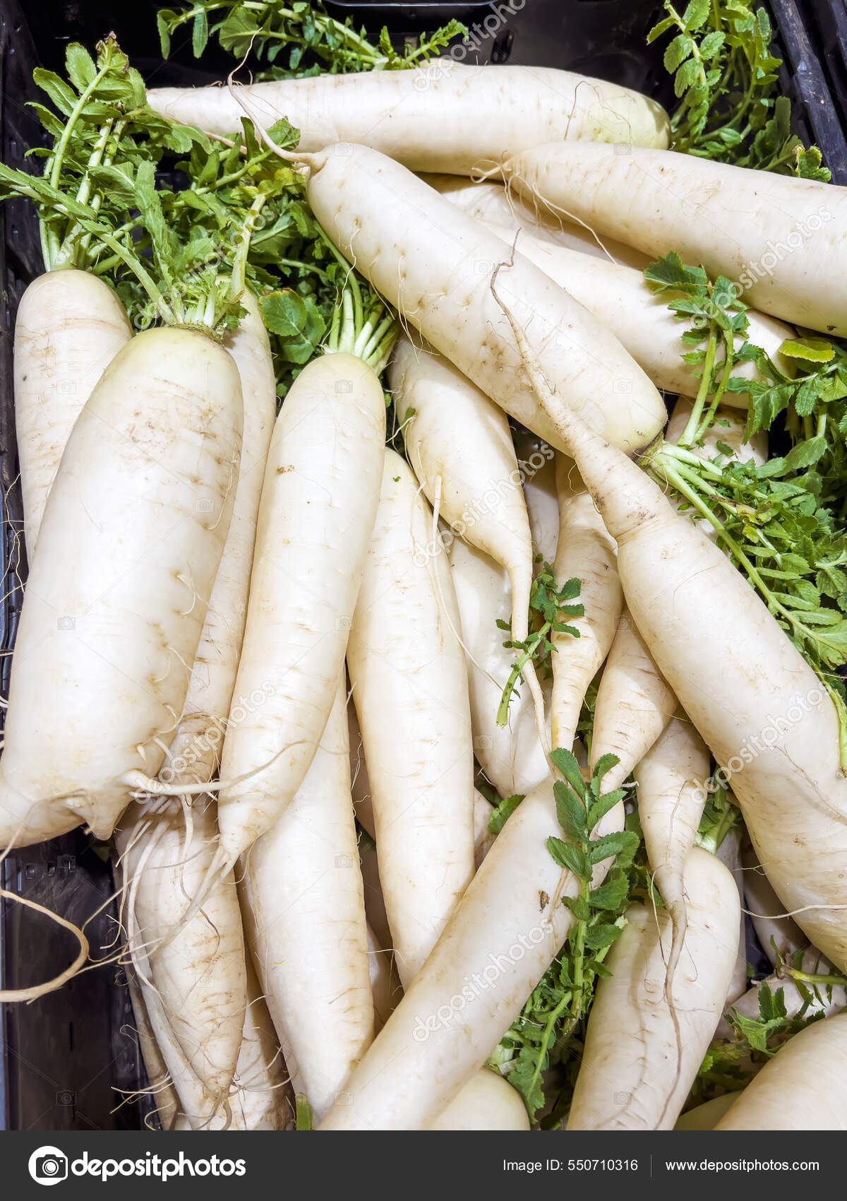 White Daikon Fruit Supermarket Long White Turnip Stock Photo by ...