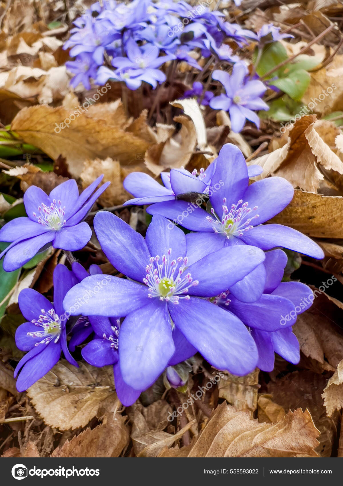 Blue Spring Hepatica Flowers Forest Background Close — Stock Photo ...
