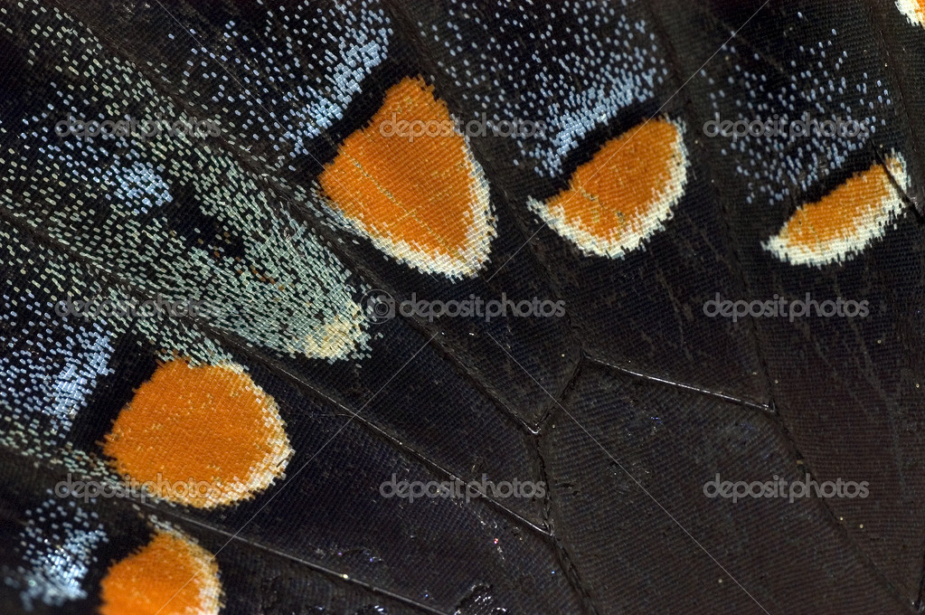 Tiger Swallowtail Butterfly Wing Detail — Stock Photo © Wolfsnap #18354979