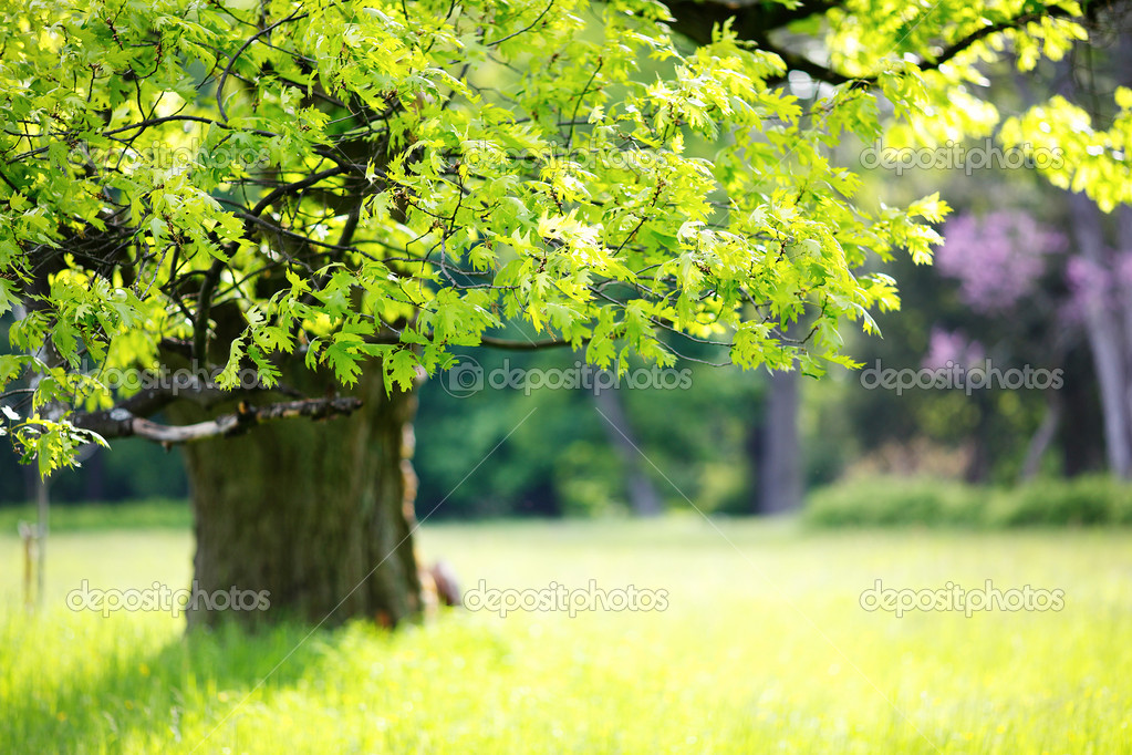 Meadow with tree with fresh green leaves — Stock Photo © olhaafanasieva ...