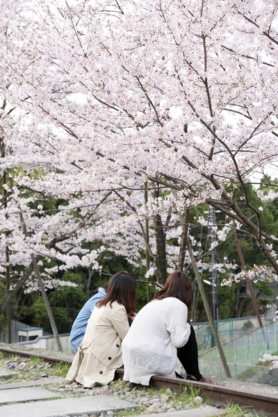 Japanese girls relaxing under sakura blossom trees - Stock Image ...