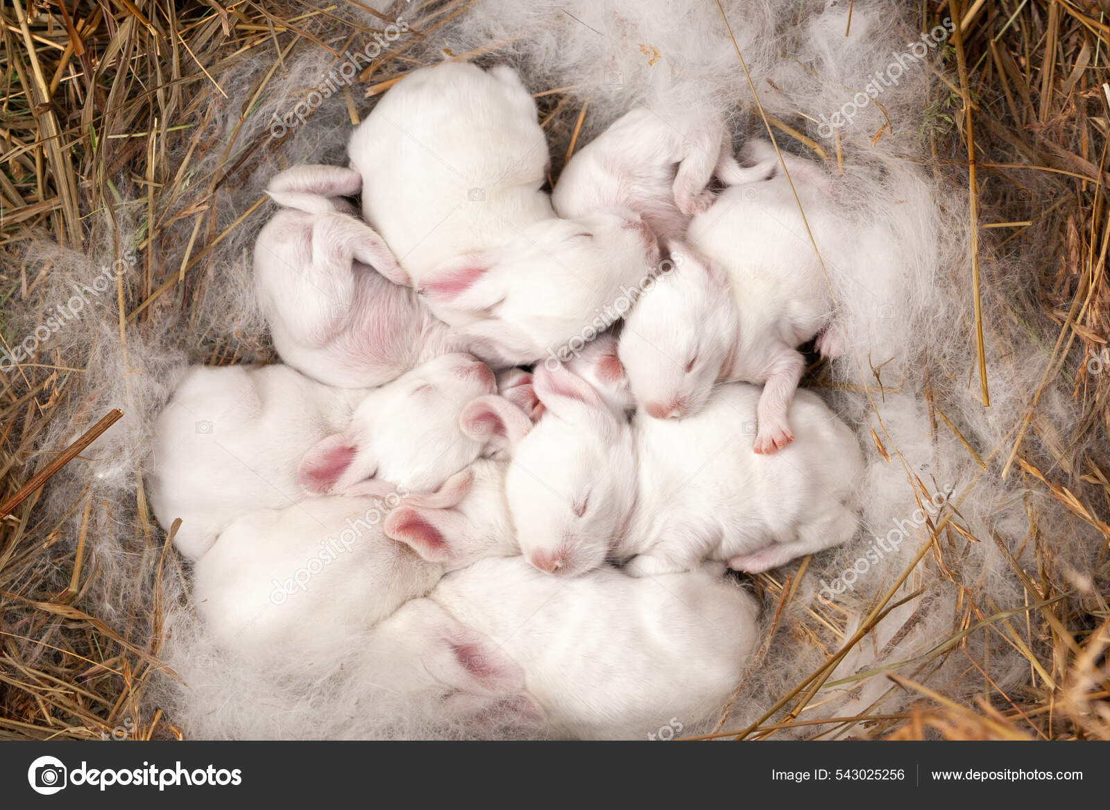 Well Fed White Baby Rabbits Sleep Nest Cute Newborn Rabbits Stock Photo ...
