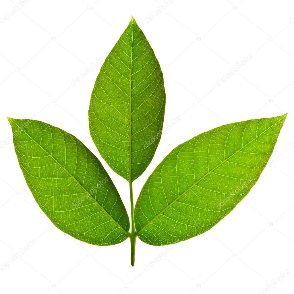 Hojas de nogal: fotografía de stock © shawn_hempel #18720725 ...