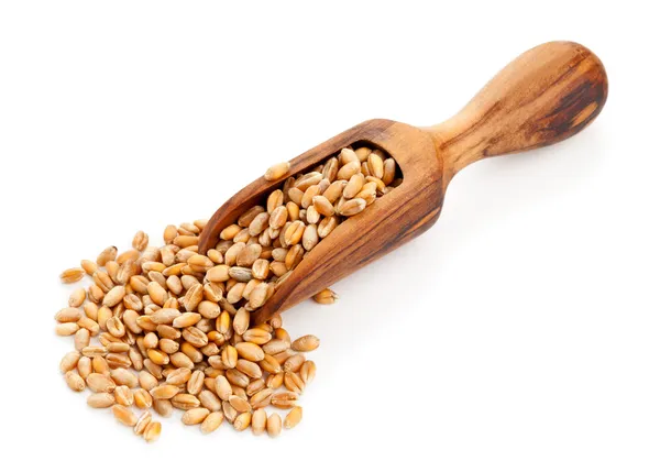 Wheat seeds Stock Photos, Royalty Free Wheat seeds Images | Depositphotos®