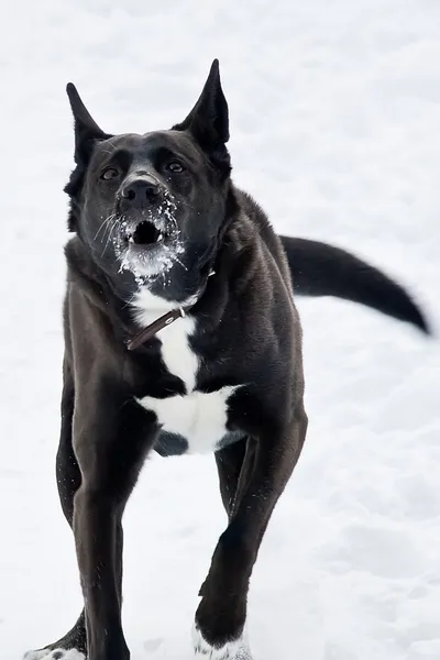 Scary dogs Stock Photos, Royalty Free Scary dogs Images | Depositphotos®