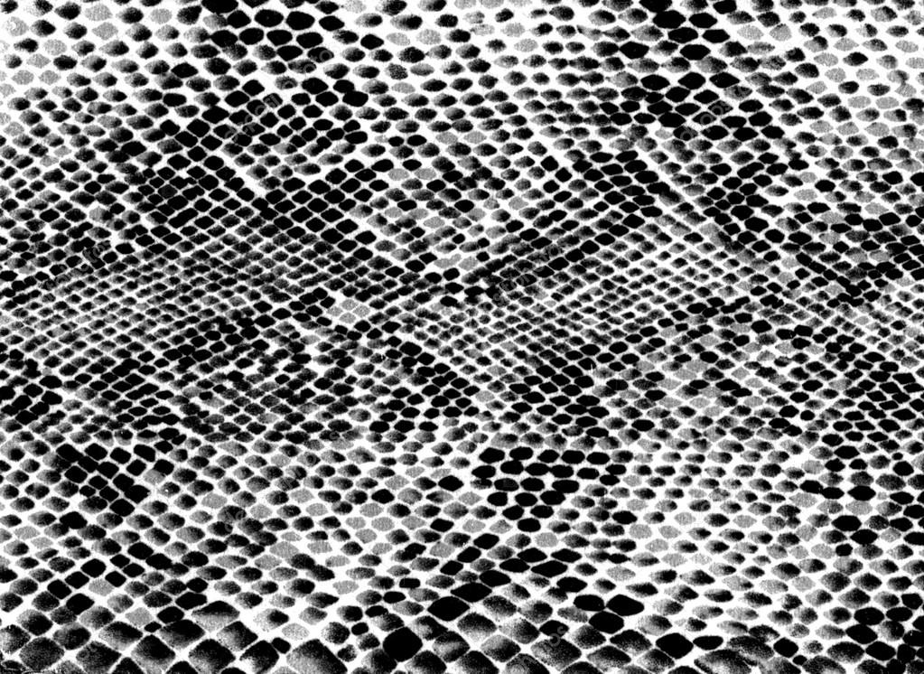 Reptile skin imitation Stock Photo by ©egluteskarota 18803135