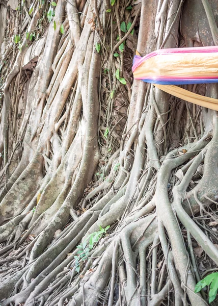 Three colors fabric around the tree - Stock Image - Everypixel