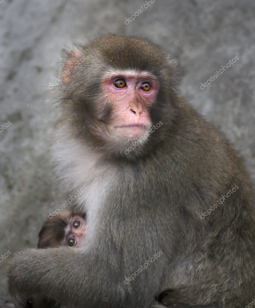 Japanese Macaque at emaze Presentation