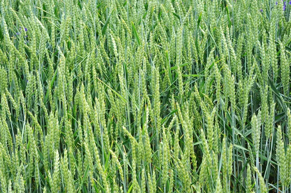 Terrace wheat cultivation Stock Photos, Royalty Free Terrace wheat ...