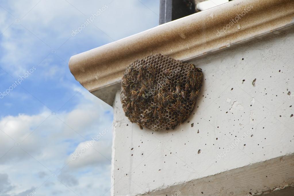 Wasps, Building Stock Photo by ©OSORIOartist 19018027