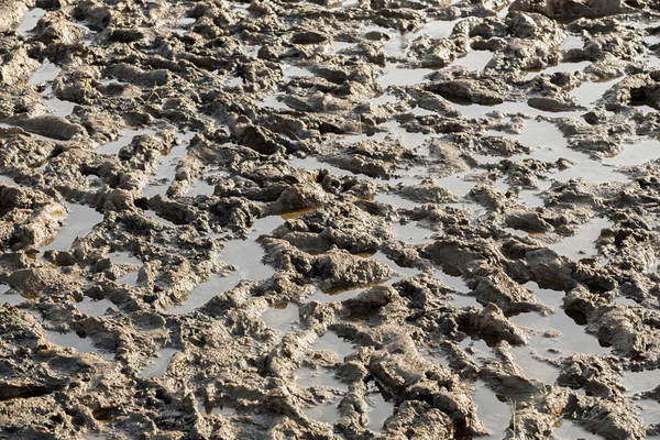 Fotos de Terreno pantanoso, Imágenes de Terreno pantanoso ⬇ Descargar ...