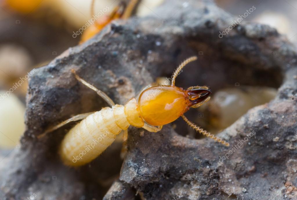 Termites in Thailand Stock Photo by ©smuayc 31668173